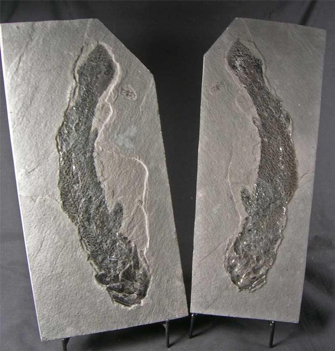 UK fossils including British ammonites - Fossils Direct