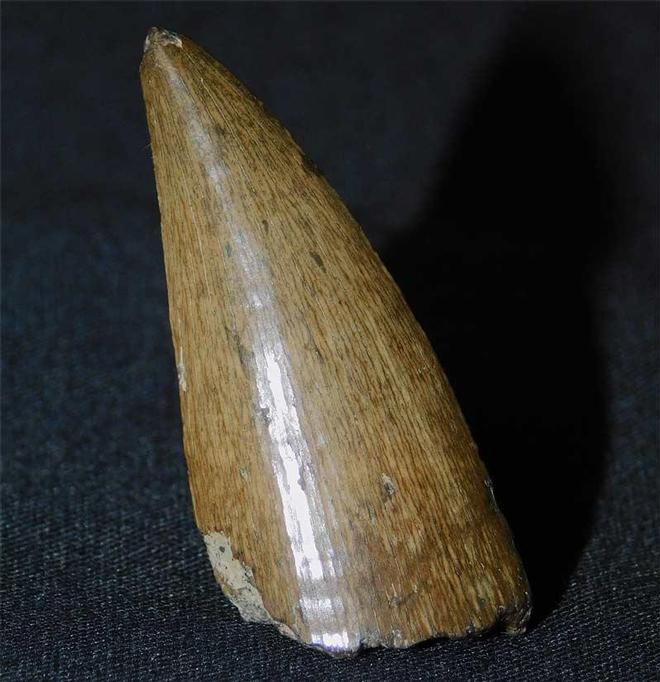 UK fossils including British ammonites - Fossils Direct