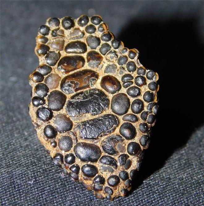 UK fossils including British ammonites - Fossils Direct