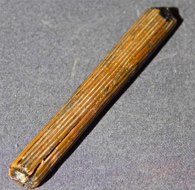 UK fossils including British ammonites - Fossils Direct