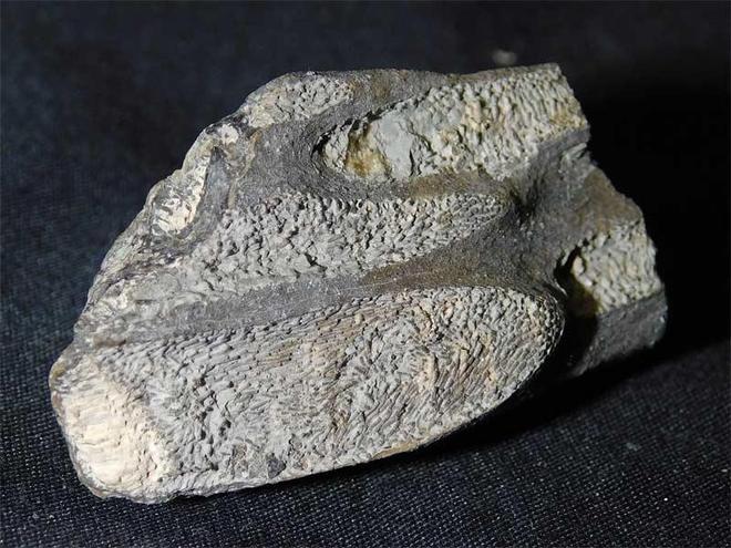 UK fossils including British ammonites - Fossils Direct