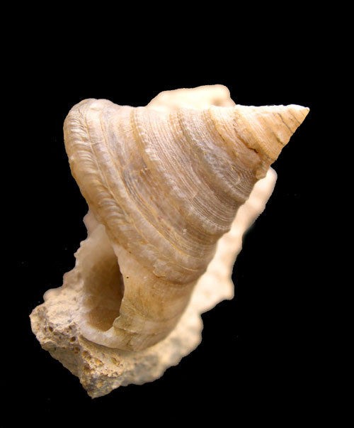 UK fossils including British ammonites - Fossils Direct