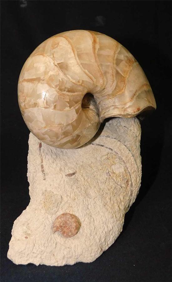 UK fossils including British ammonites - Fossils Direct