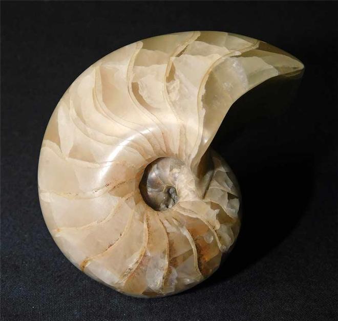 UK fossils including British ammonites - Fossils Direct