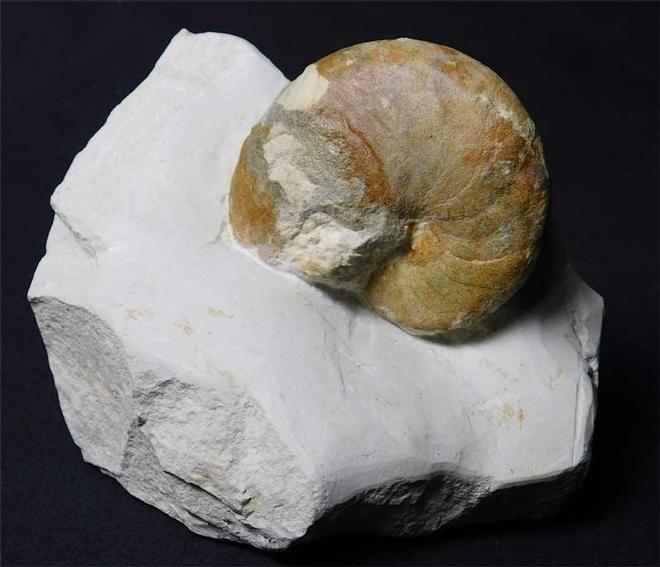 UK fossils including British ammonites - Fossils Direct
