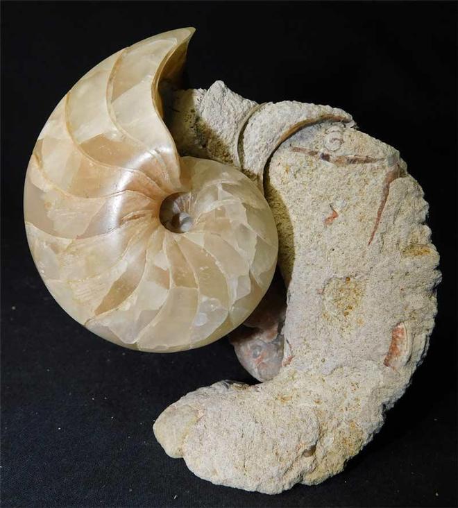 UK fossils including British ammonites - Fossils Direct