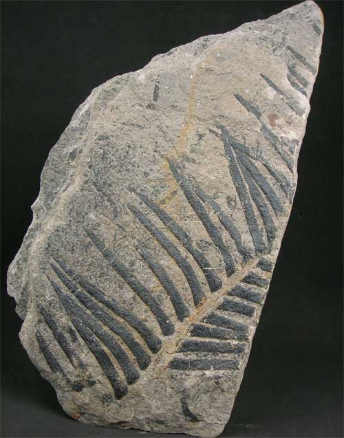 UK fossils including British ammonites - Fossils Direct