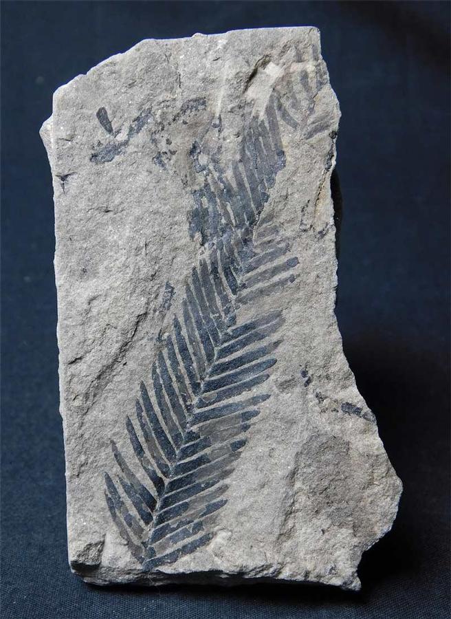 UK fossils including British ammonites - Fossils Direct