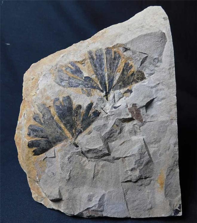 UK fossils including British ammonites - Fossils Direct