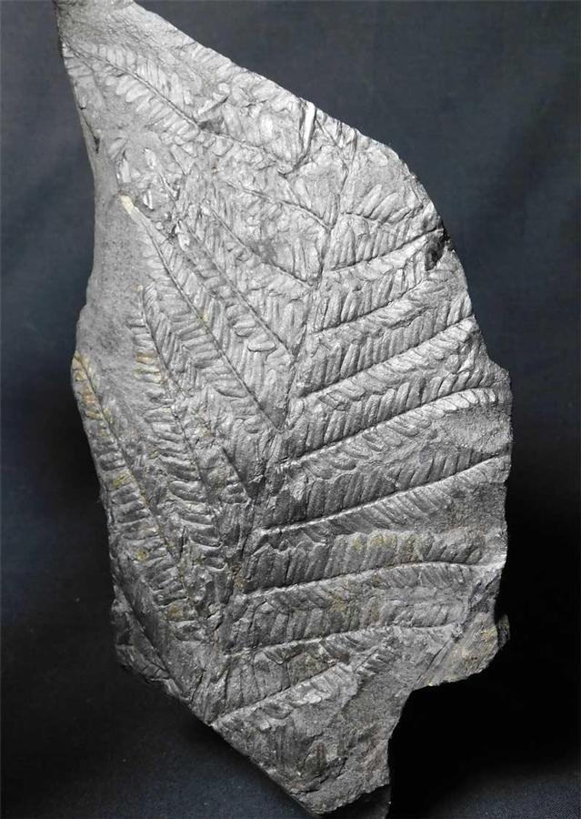 UK fossils including British ammonites - Fossils Direct