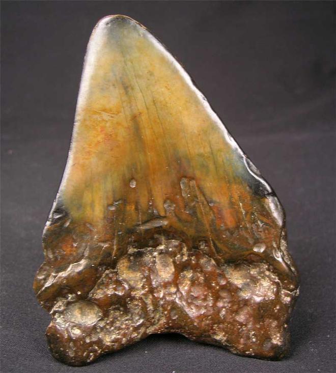 UK fossils including British ammonites - Fossils Direct