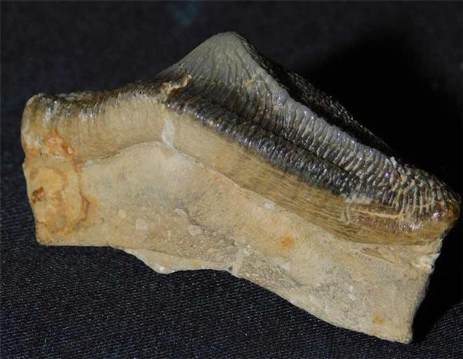 UK fossils including British ammonites - Fossils Direct