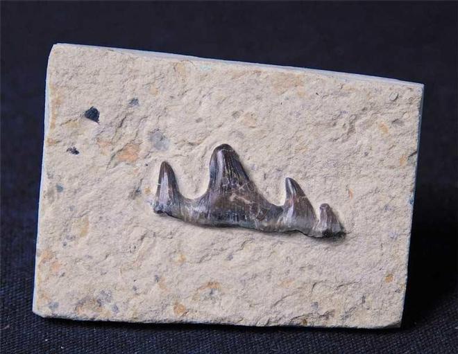 UK fossils including British ammonites - Fossils Direct