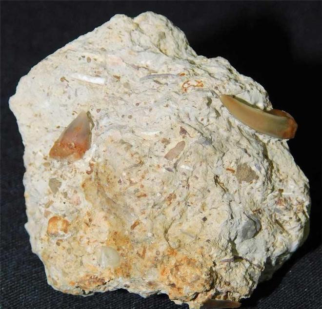 Calcarenite (fossiliferous Limestone)