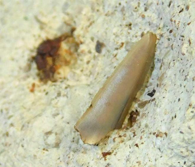 UK fossils including British ammonites - Fossils Direct