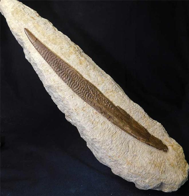 UK fossils including British ammonites - Fossils Direct