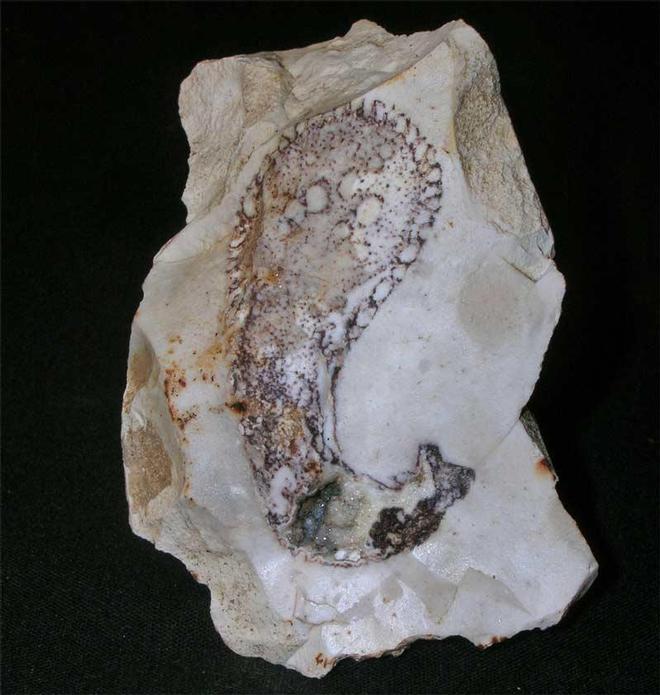 UK fossils including British ammonites - Fossils Direct