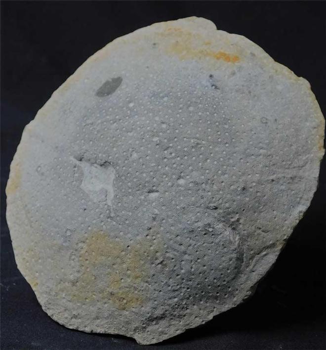 UK fossils including British ammonites - Fossils Direct