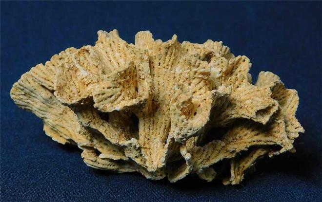 UK fossils including British ammonites - Fossils Direct