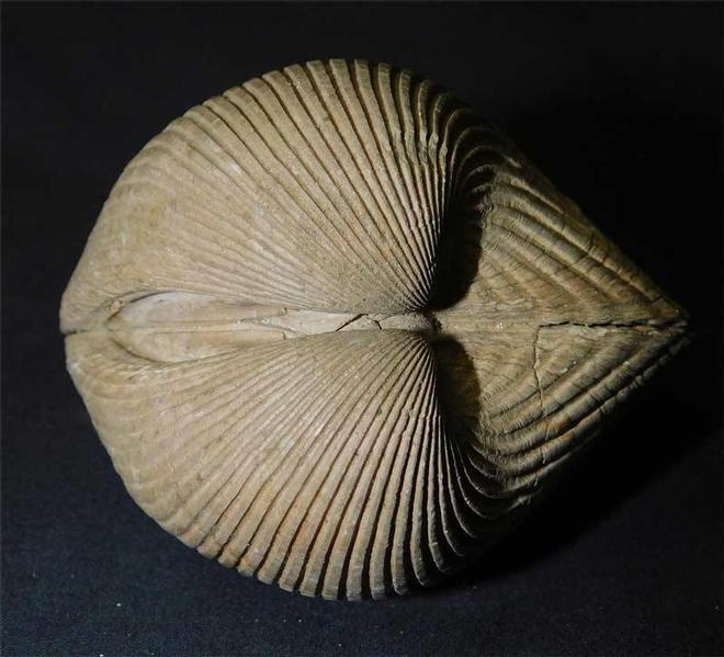 UK fossils including British ammonites - Fossils Direct