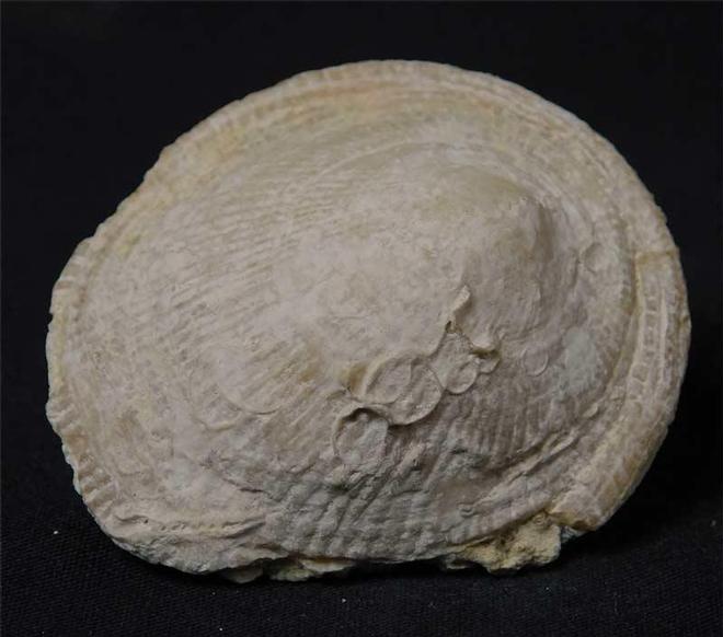 UK fossils including British ammonites - Fossils Direct