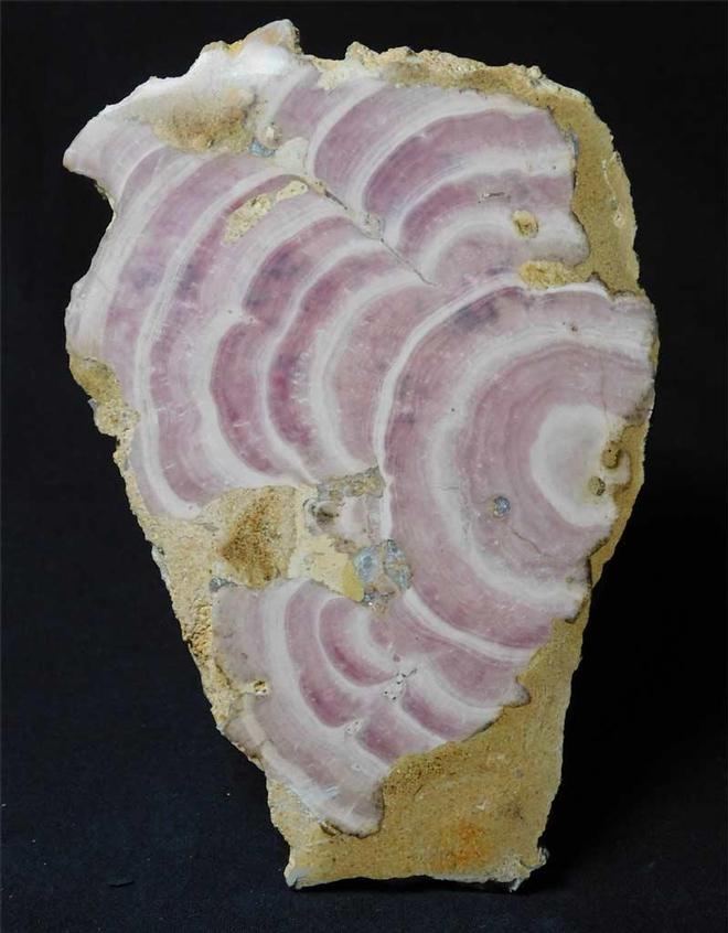 UK fossils including British ammonites - Fossils Direct