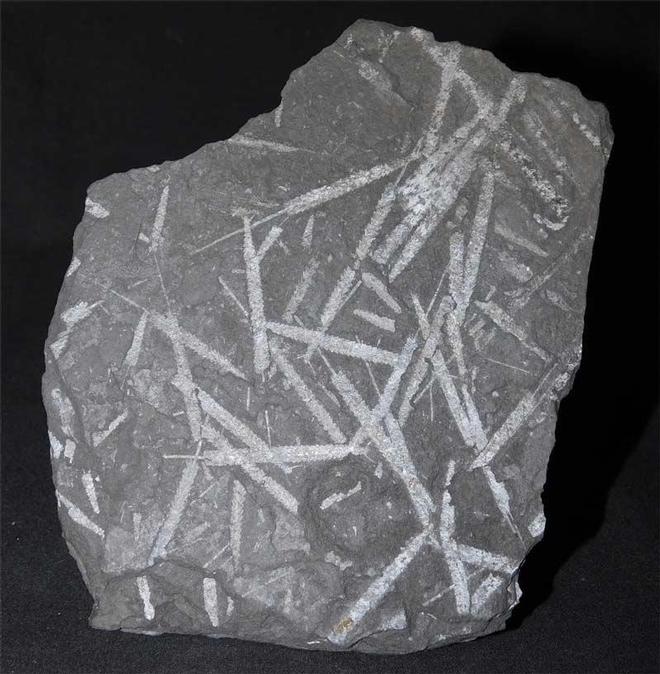 UK fossils including British ammonites - Fossils Direct