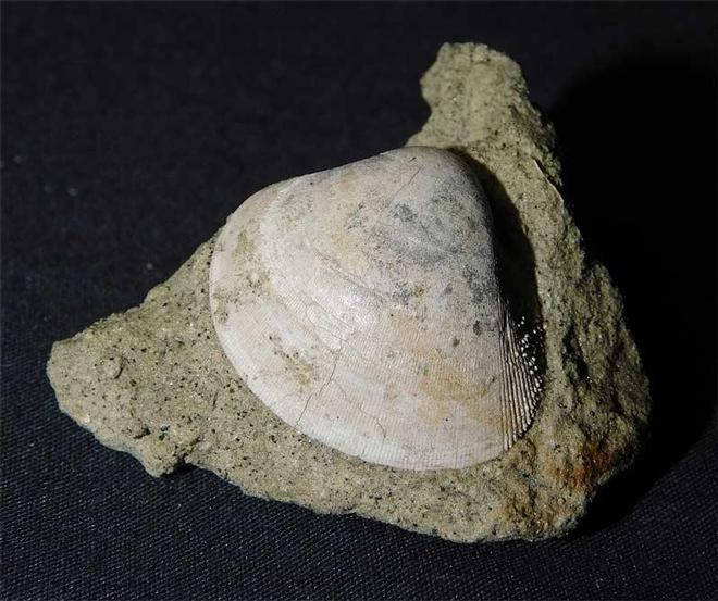 UK fossils including British ammonites - Fossils Direct