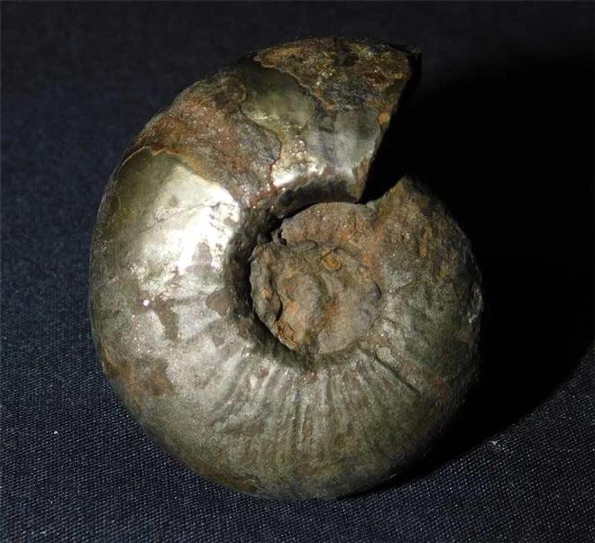 UK fossils including British ammonites - Fossils Direct
