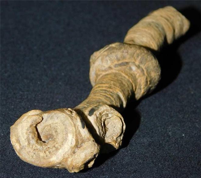 UK fossils including British ammonites - Fossils Direct