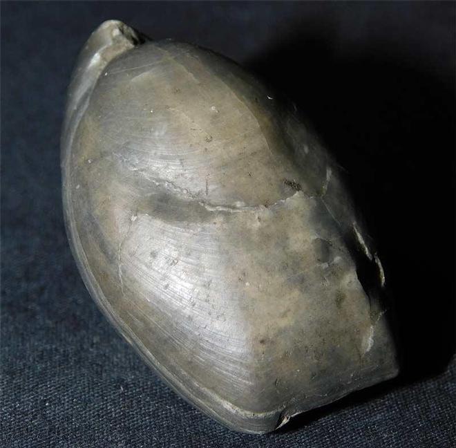 UK fossils including British ammonites - Fossils Direct