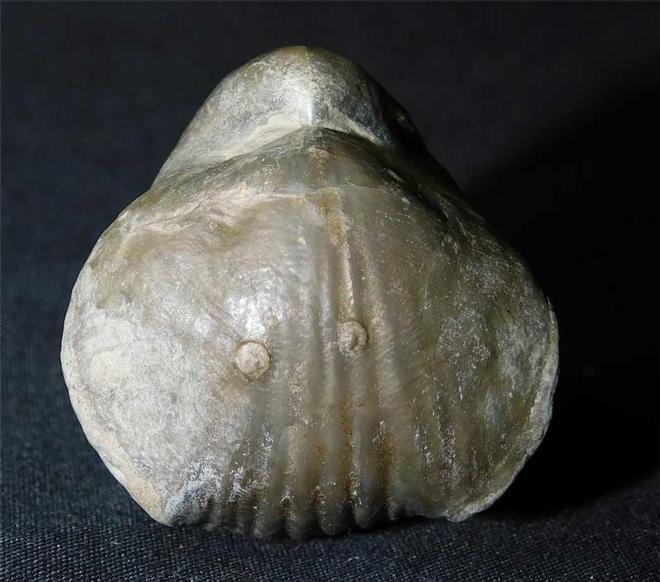 UK fossils including British ammonites - Fossils Direct