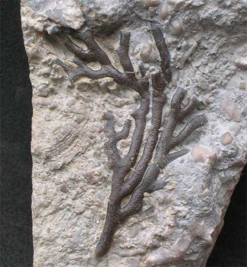 UK fossils including British ammonites - Fossils Direct