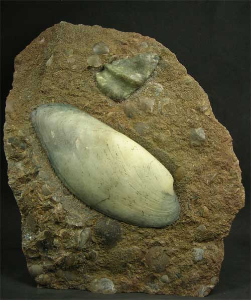UK fossils including British ammonites - Fossils Direct