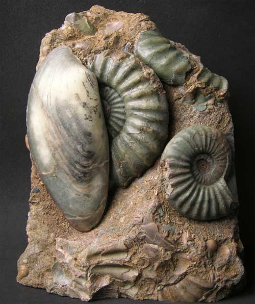 UK fossils including British ammonites - Fossils Direct