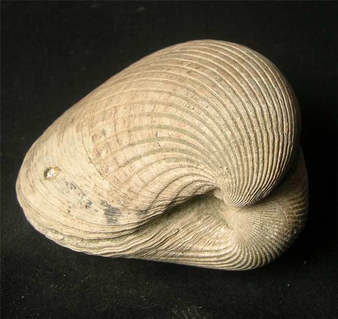 UK fossils including British ammonites - Fossils Direct