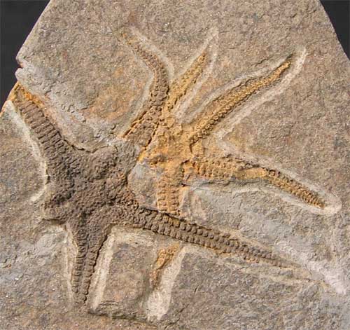 UK fossils including British ammonites - Fossils Direct