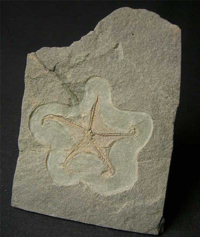 UK fossils including British ammonites - Fossils Direct