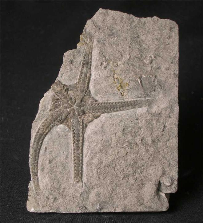 UK fossils including British ammonites - Fossils Direct