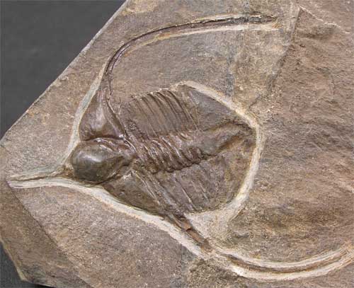 UK fossils including British ammonites - Fossils Direct