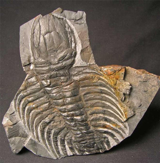 UK fossils including British ammonites - Fossils Direct