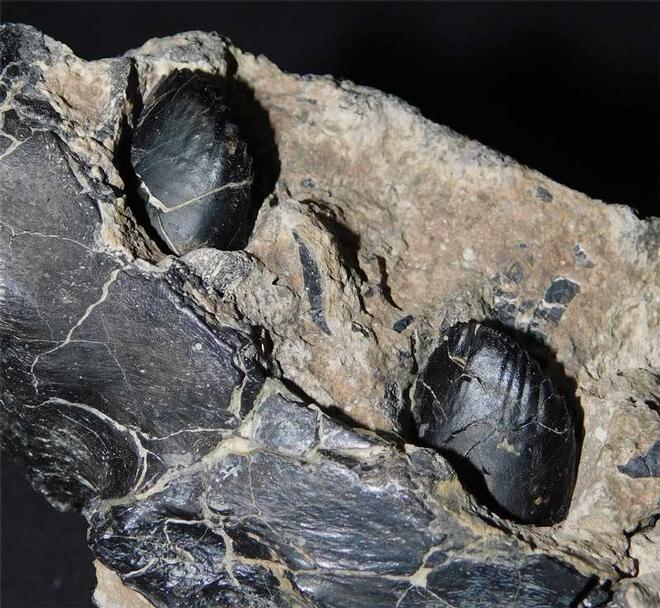 UK fossils including British ammonites - Fossils Direct