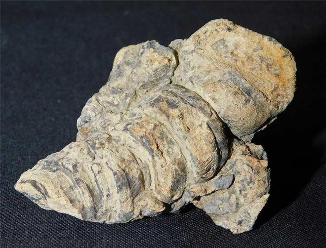 UK fossils including British ammonites - Fossils Direct