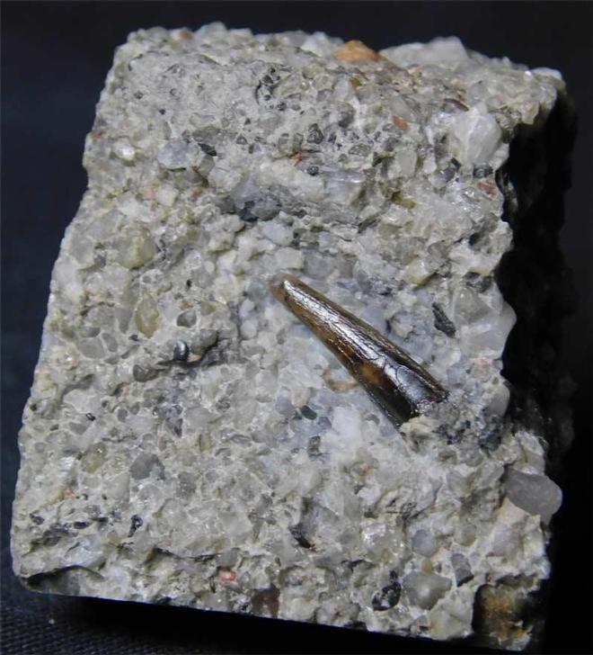 UK fossils including British ammonites - Fossils Direct