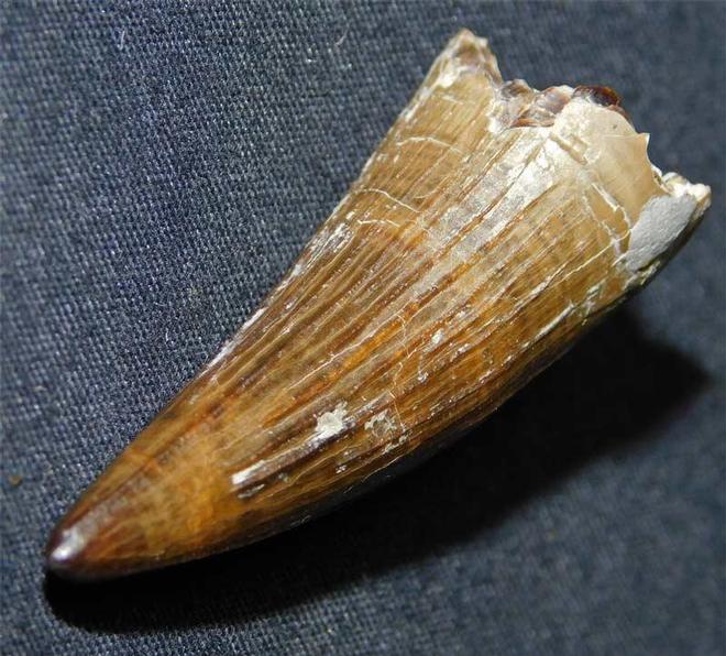 UK fossils including British ammonites - Fossils Direct