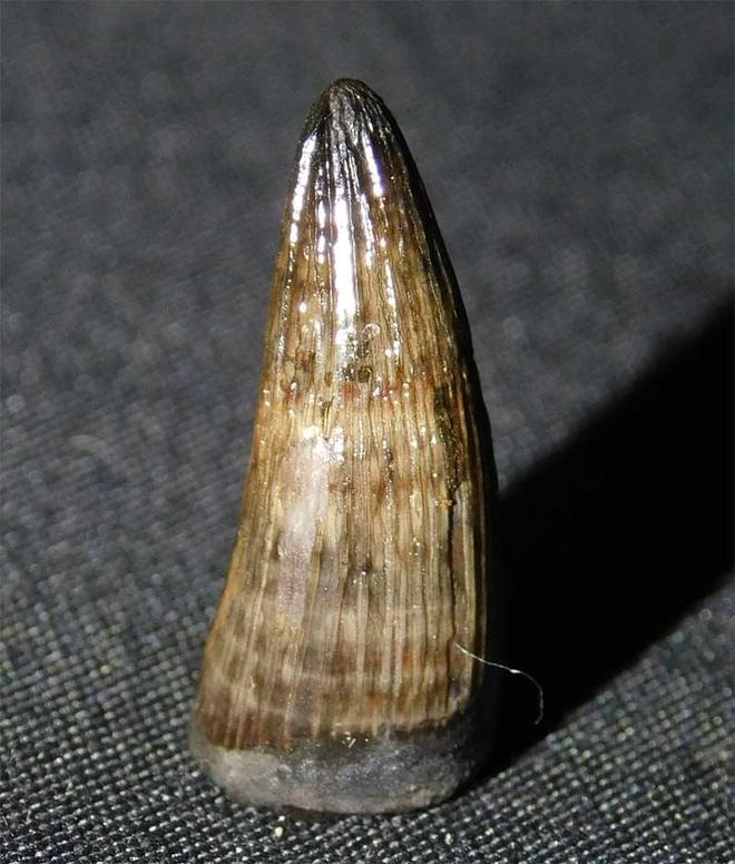 UK fossils including British ammonites - Fossils Direct