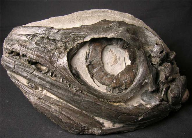 UK fossils including British ammonites - Fossils Direct