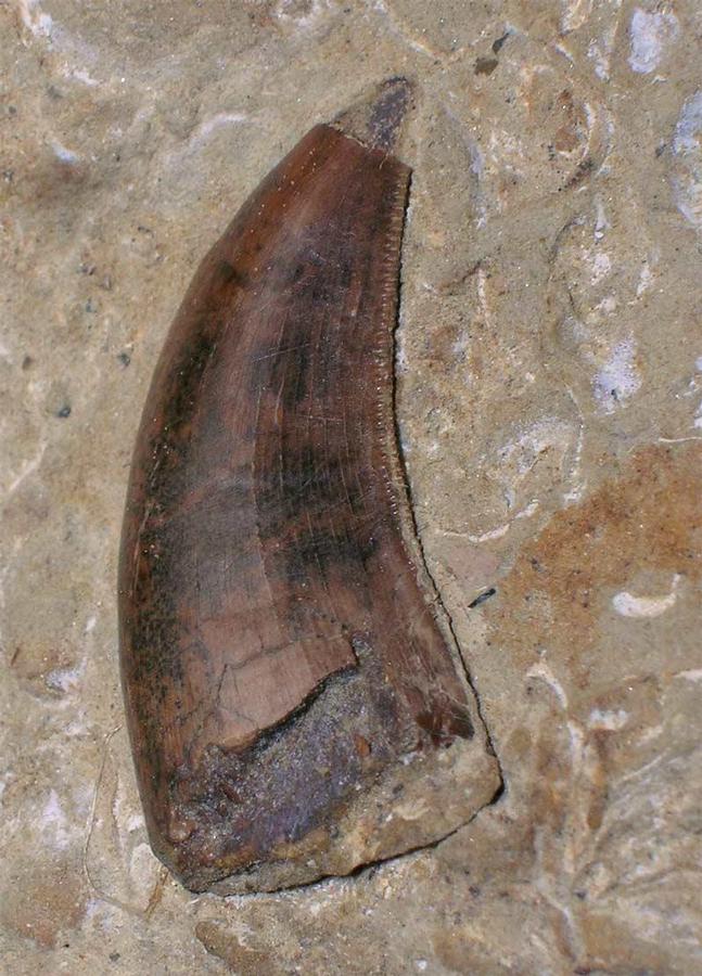 UK fossils including British ammonites - Fossils Direct