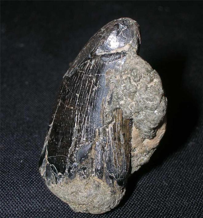 UK fossils including British ammonites - Fossils Direct