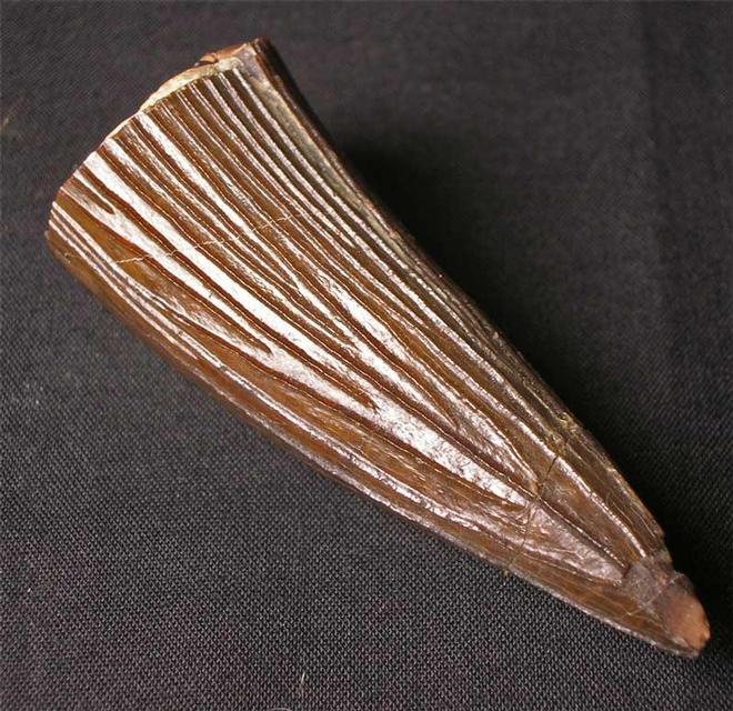 UK fossils including British ammonites - Fossils Direct